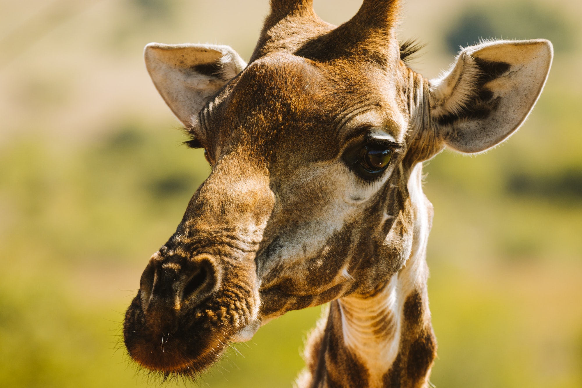 Certified Autism Center™ Zoos, Aquariums & Museums - Autism Alignment